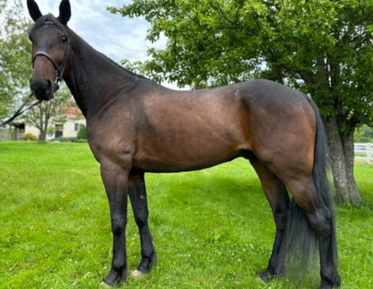 ASPCA Right Horse Adoptable Horse of the Week: Big City Seven