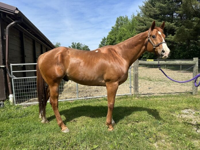 ASPCA Adoptable Horse of the Week: Blaze - Horse Illustrated