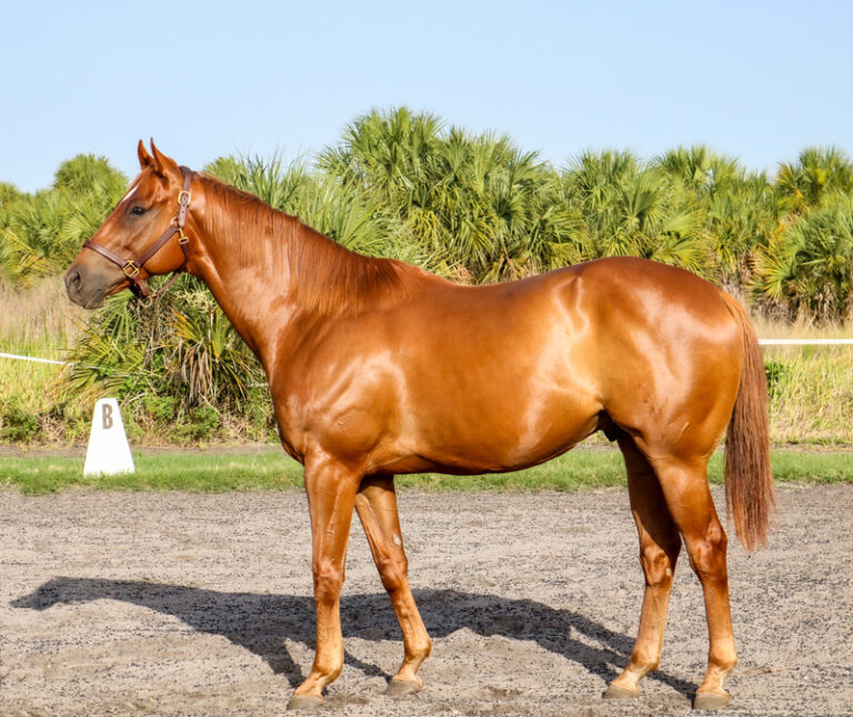 ASPCA Adoptable Horse of the Week: Cabre - Horse Illustrated
