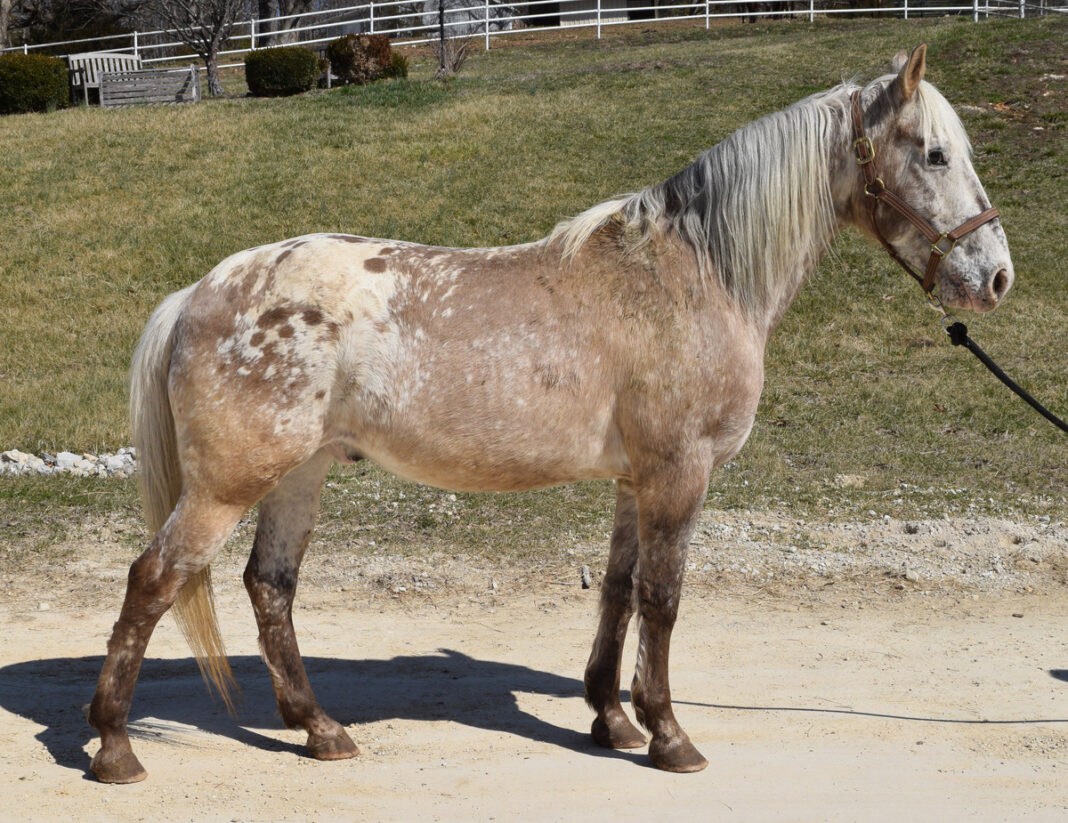 ASPCA Right Horse Adoptable Horse of the Week: Corazon