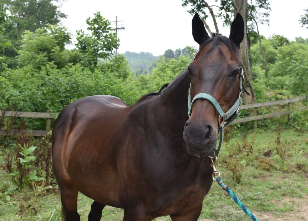 ASPCA Right Horse Adoptable Horse of the Week: Wheels
