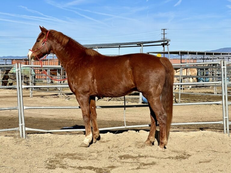 ASPCA Adoptable Horse of the Week: Golden - Horse Illustrated