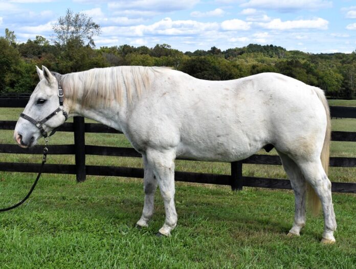 ASPCA Adoptable Horse of the Week: Hyde - Horse Illustrated