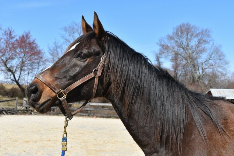 ASPCA Right Horse Adoptable Horse: Trooper - Horse Illustrated