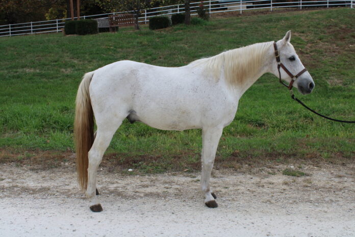 ASPCA Adoptable Horse of the Week: Monty - Horse Illustrated