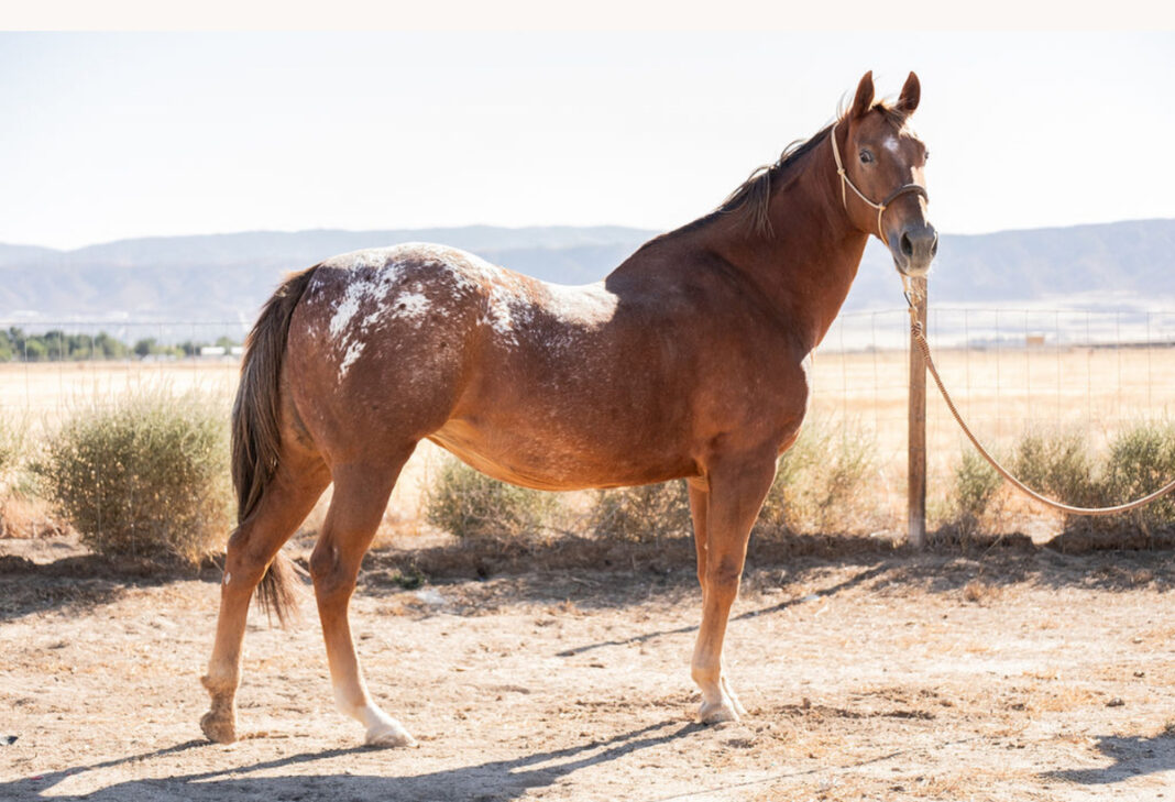 ASPCA’s Right Horse Adoptable Horse: Miss Kipling
