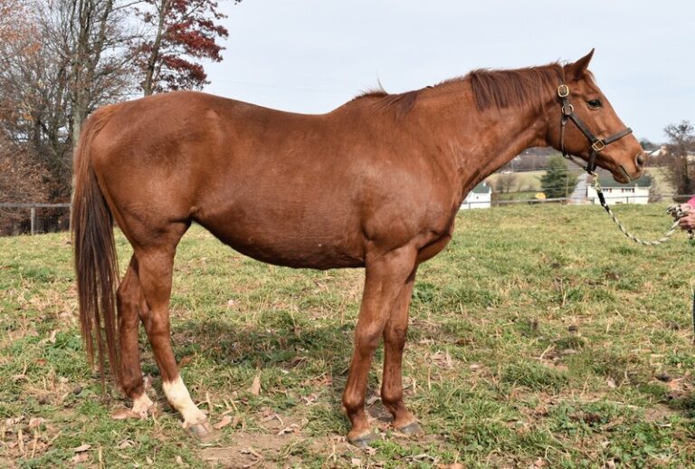 ASPCA Adoptable Horse of the Week: Tajol - Horse Illustrated