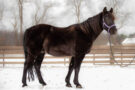 ASPCA Right Horse Adoptable Horse: Trooper - Horse Illustrated