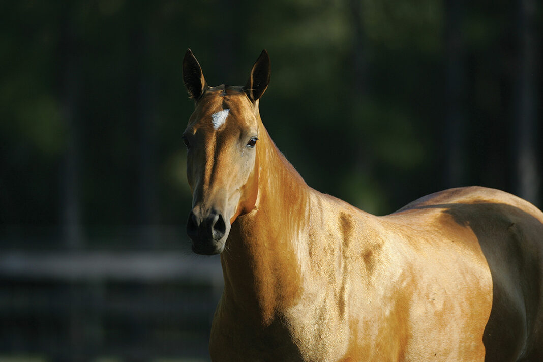 Akhal-Teke: A Rare Horse Breed - Horse Illustrated