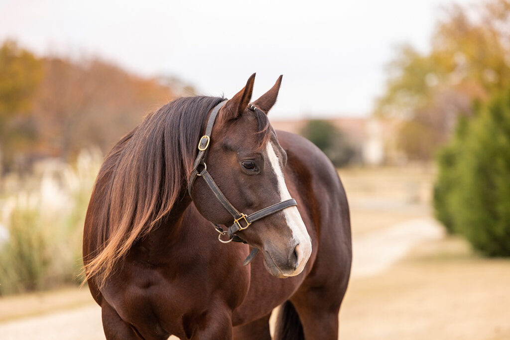 400+ of The Best Horse Names - Horse Naming - Horse Illustrated
