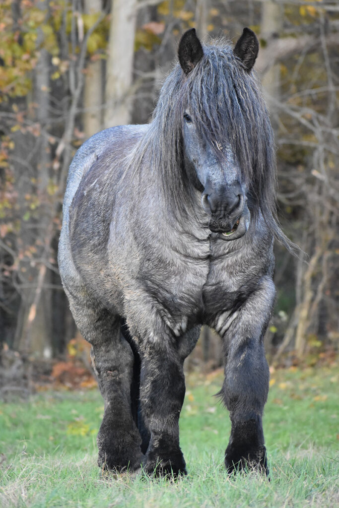 Breed Profile: European Brabant - Horse Illustrated