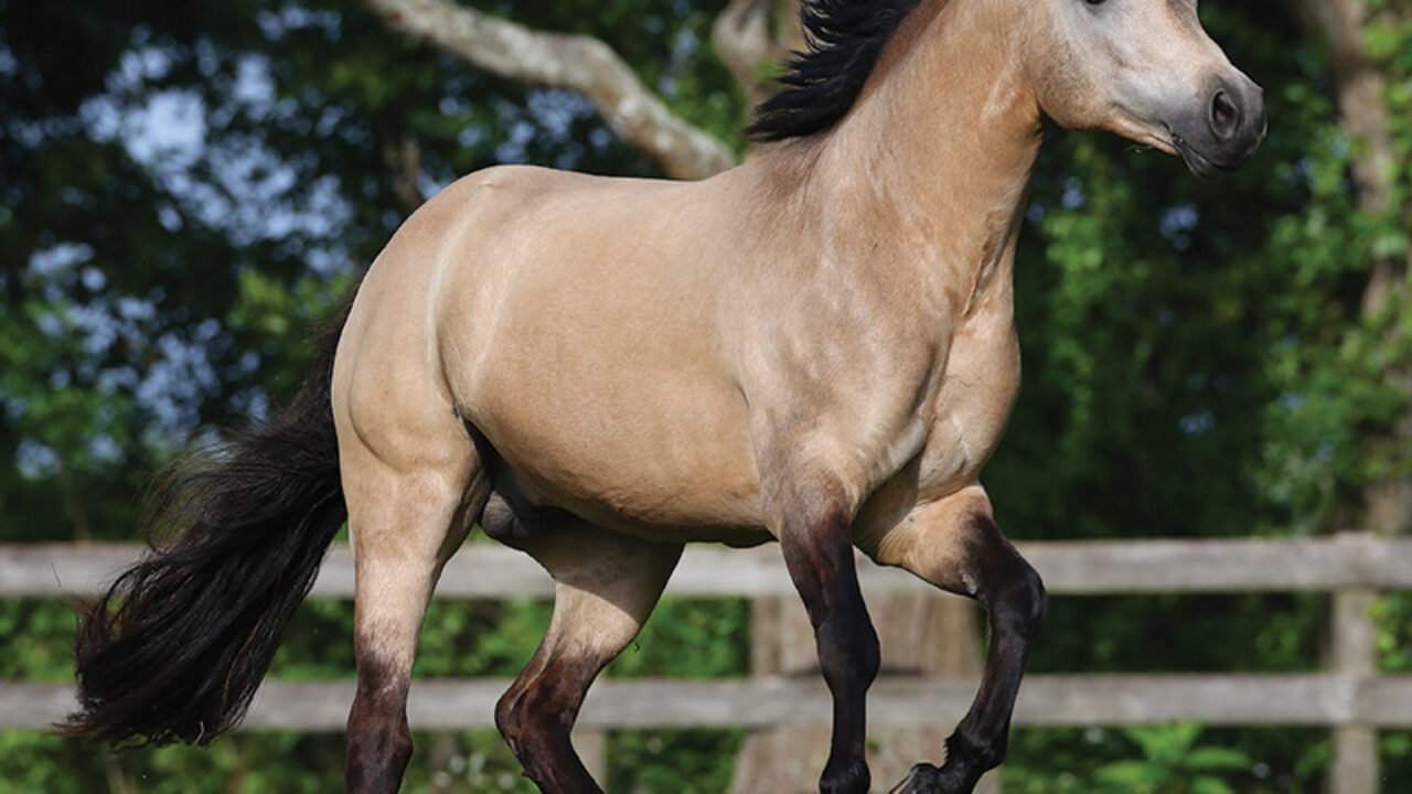 Connemara Pony Horses Photo