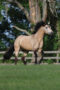 Connemara Pony Breed Portrait - Horse Illustrated