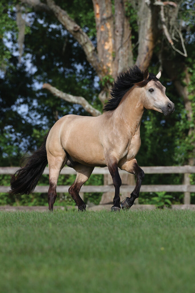 Connemara Pony Breed Portrait - Horse Illustrated