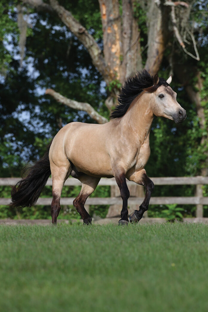 Connemara Pony Breed Portrait - Horse Illustrated