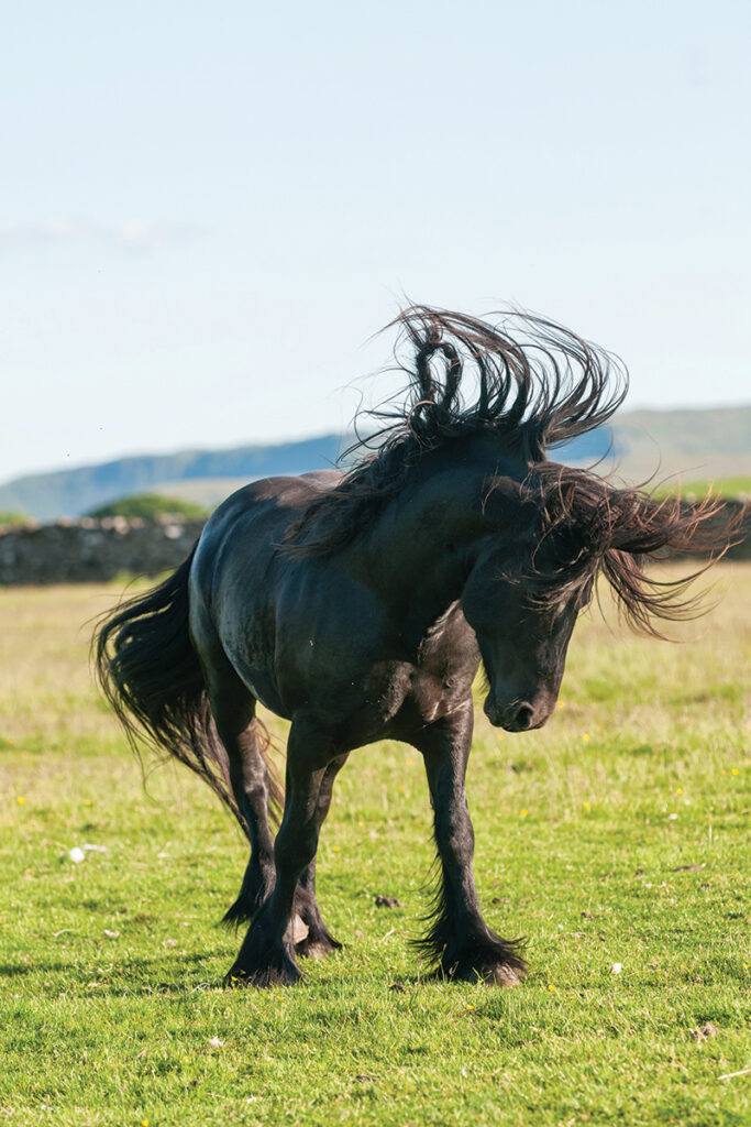 Fell Ponies: More Than 100 Years of History - Horse Illustrated