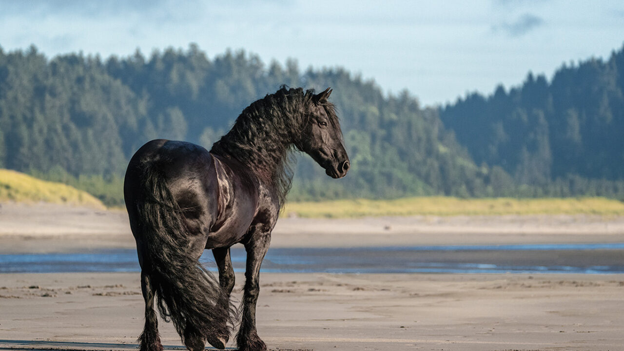 Friesian Horse Galloping High Quality Friesian Horses For Sale