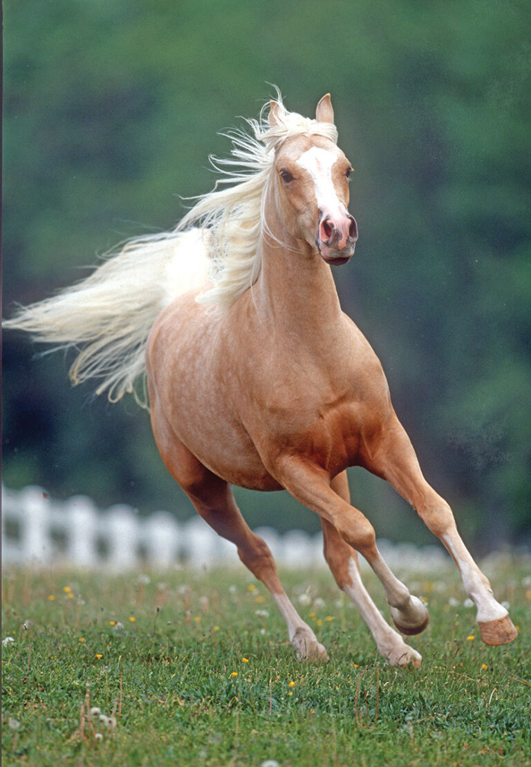 Breed Portrait: The Half-Arabian - Horse Illustrated