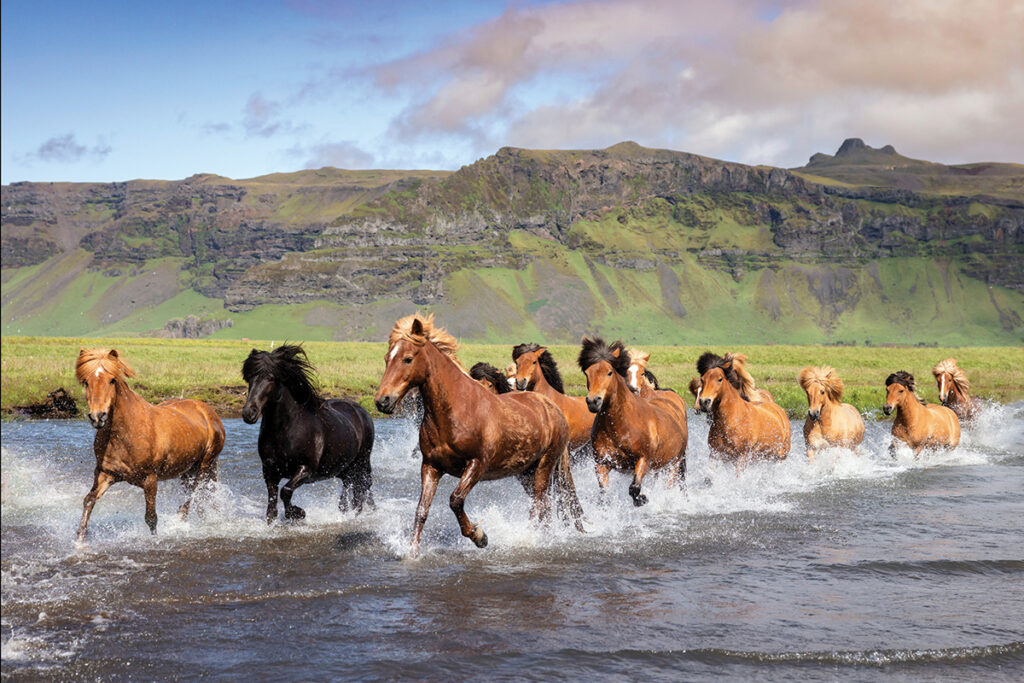Baroque Horse Breeds: The Andalusian, Pura Raza Española (PRE) and Lu