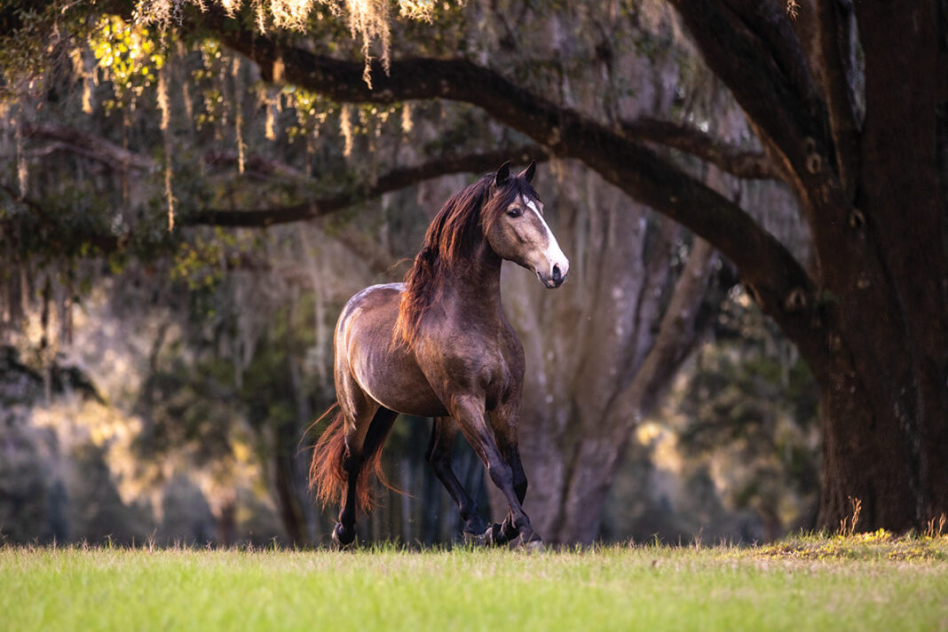 The Lusitano Horse - Horse Illustrated