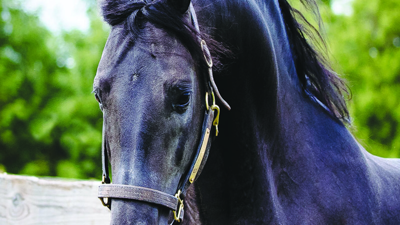 Beautiful Morgan Horses Mossrose Morgans