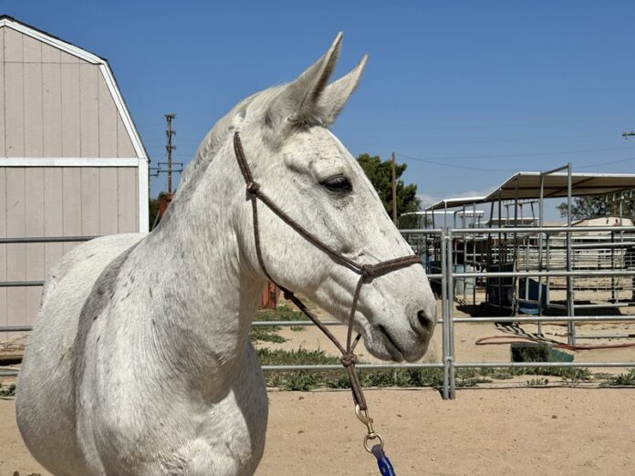 ASPCA Right Horse Adoptable Mule: Danny - Horse Illustrated
