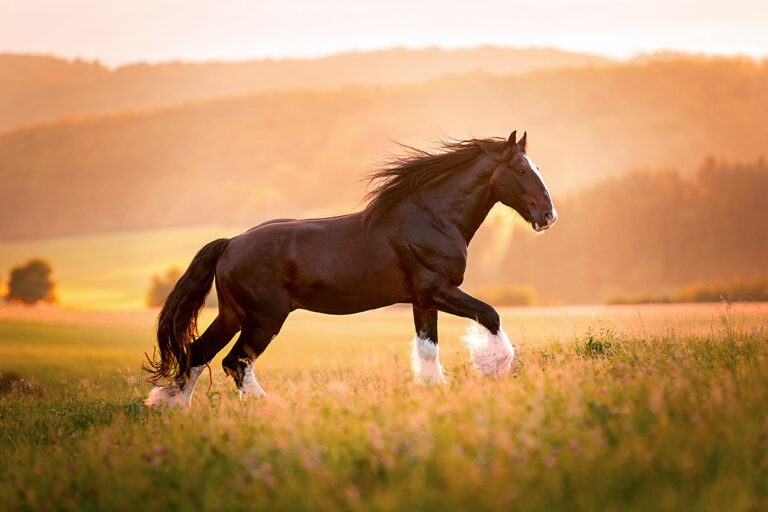 The 10 Biggest Horse Breeds in the World - Horse Illustrated