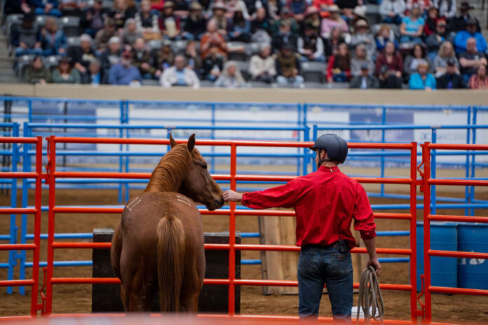 Meet Tik Maynard - Horse Illustrated