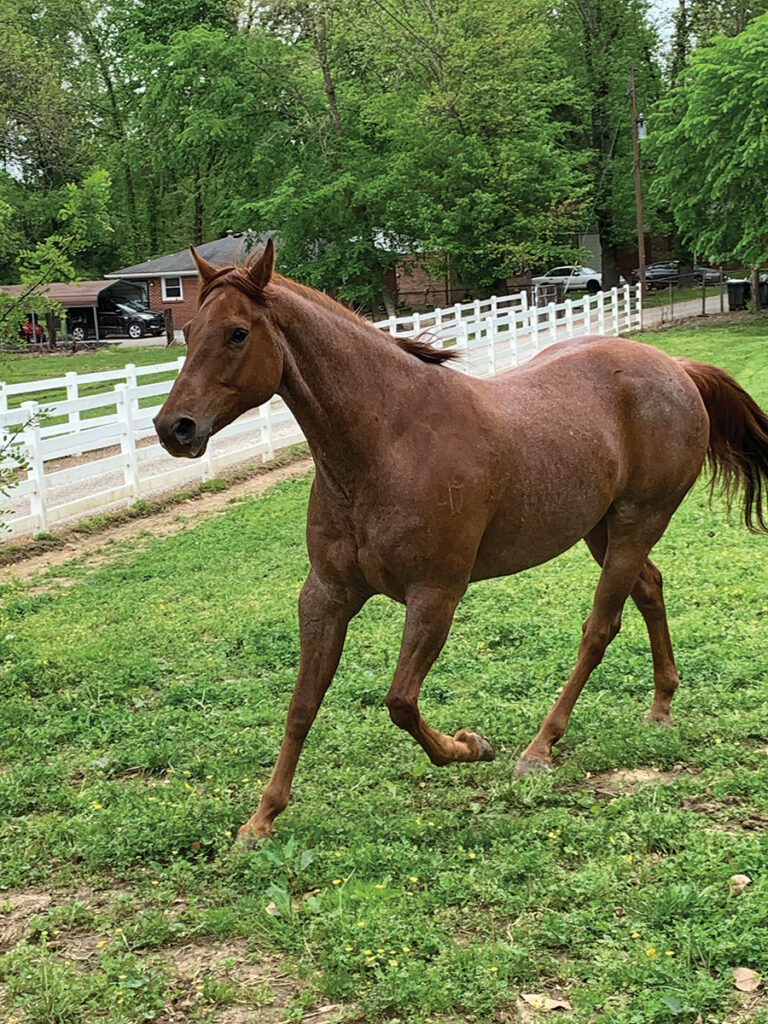 Vet Direct Safety Net Program Helping Owners - Horse Illustrated