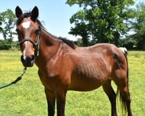 ASPCA Adoptable Horse of the Week: Kiowa