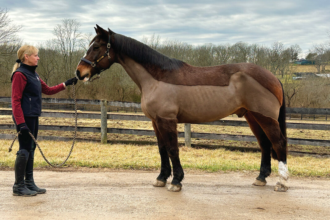 Backing Up Your Horse in Hand - Horse Illustrated