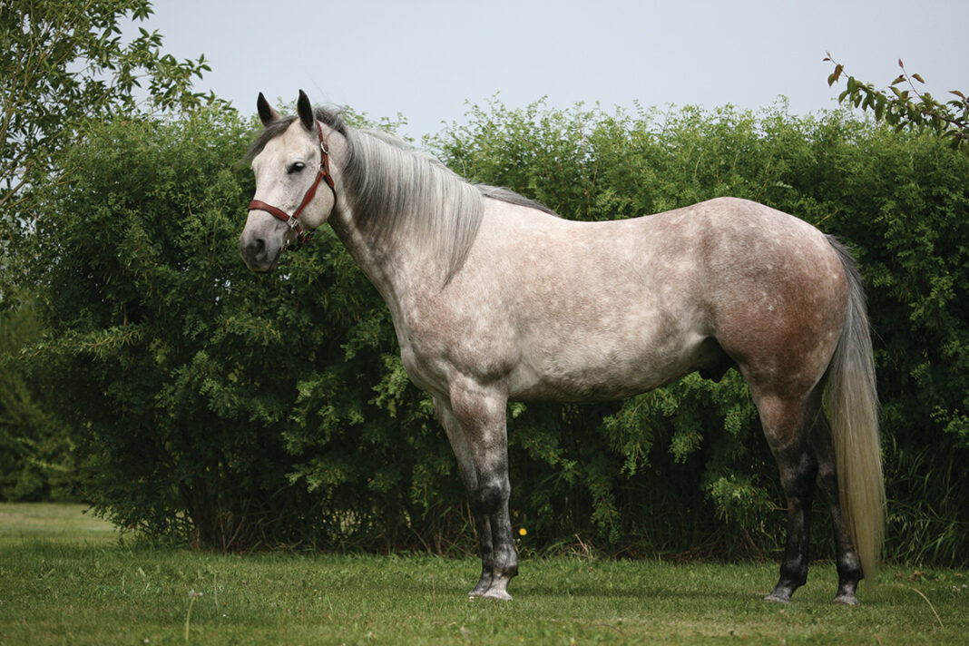 How to Clean a Horse's Sheath - Horse Illustrated