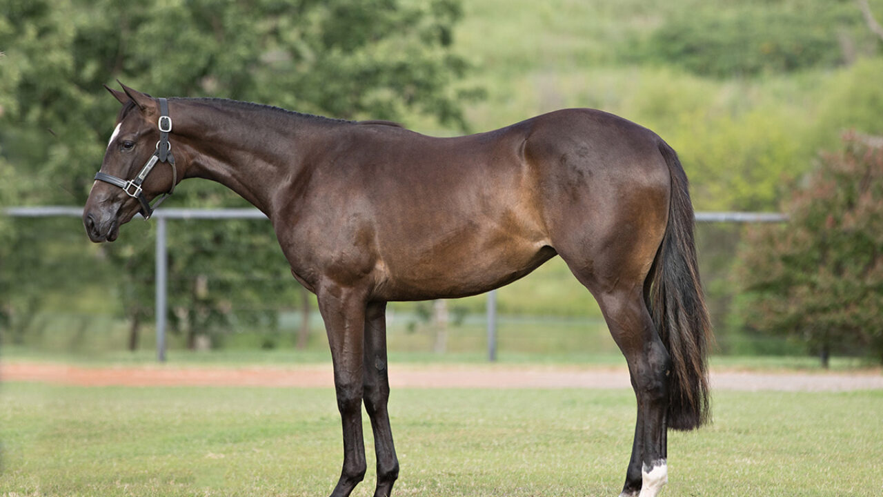 Thoroughbred Horse Conformation Lauren Nethery's OTTB Advice: CANTER