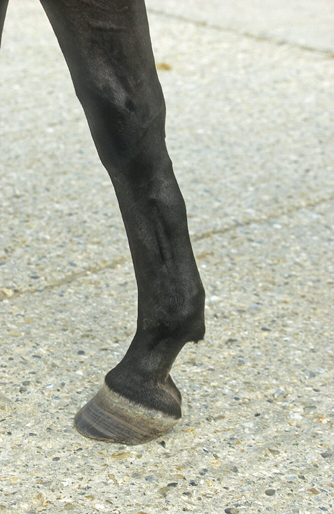 Treatment of Equine Tendon Injuries - Horse Illustrated