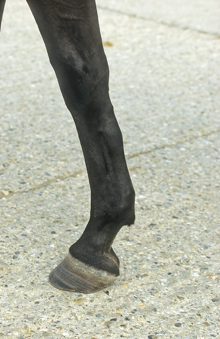 Treatment of Equine Tendon Injuries - Horse Illustrated
