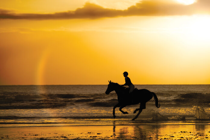 Gearing Up for Galloping - Horse Illustrated