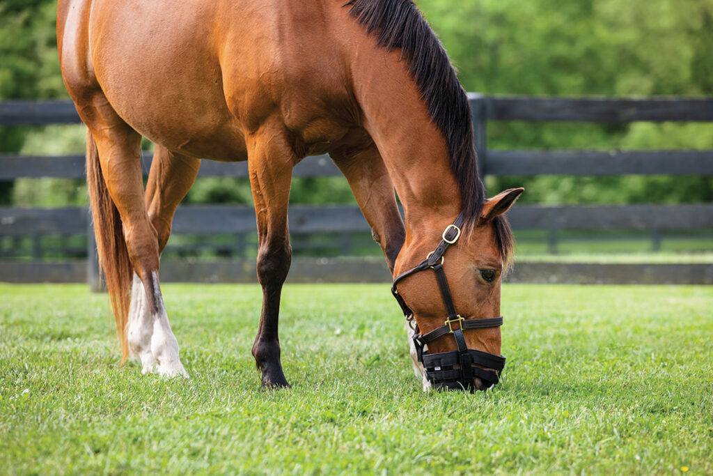 A Guide to Grazing Muzzles - Horse Illustrated