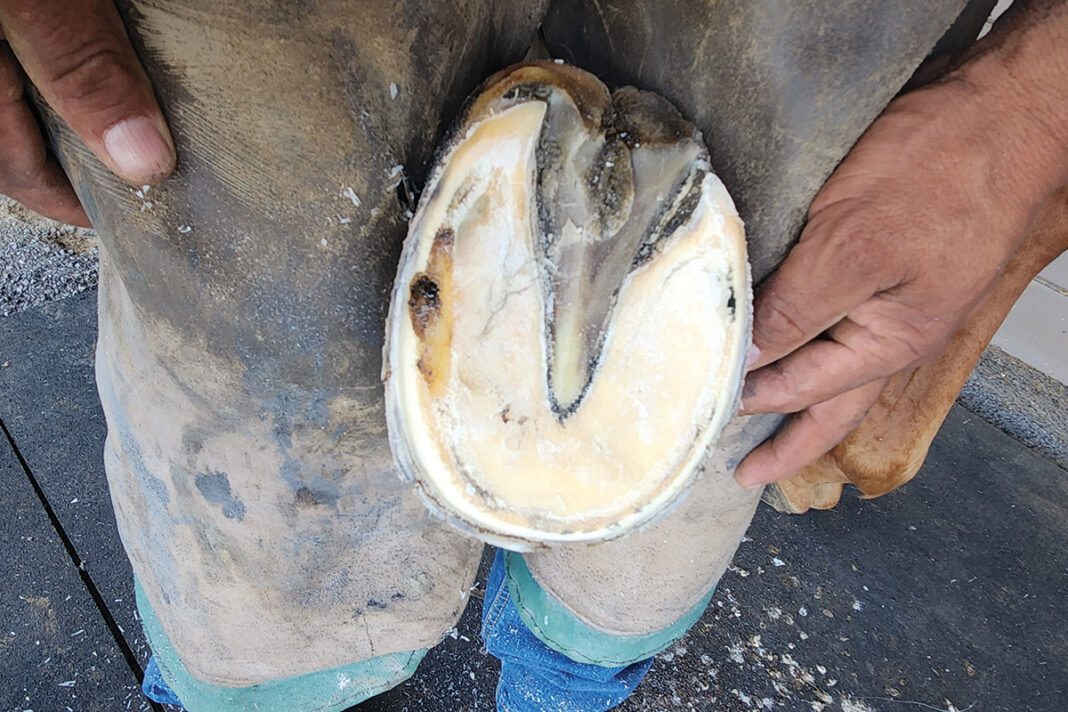 Hoof Abscess Treatment Options - Horse Illustrated