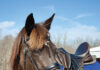 Everything You Need to Know About Saddle Fitting - Horse Illustrated