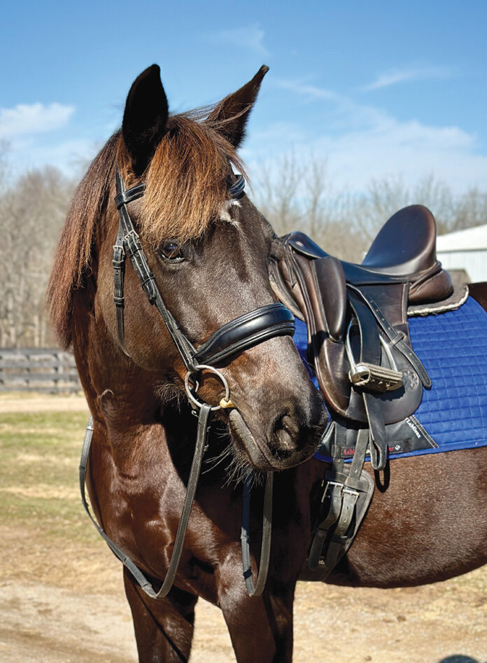 How to Bridle a Horse That Evades the Bridle - Horse Illustrated