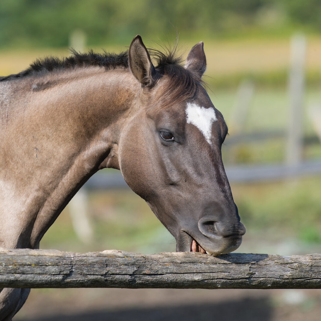 Cribbing Solutions - Horse Illustrated