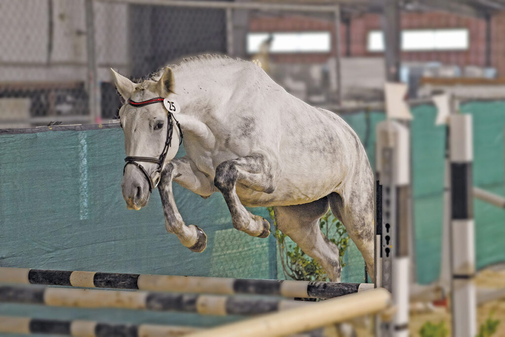 Introduction to Free Jumping - Horse Illustrated