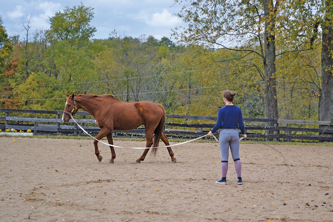 Five Groundwork Exercises for Your Horse - Horse Illustrated