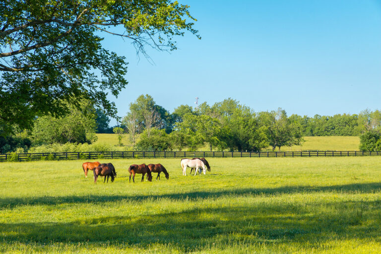 Horse Pasture Management: An Overview - Horse Illustrated