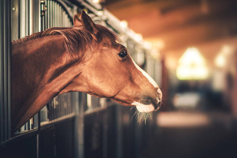 8 Causes of Stress in Horses - Horse Illustrated