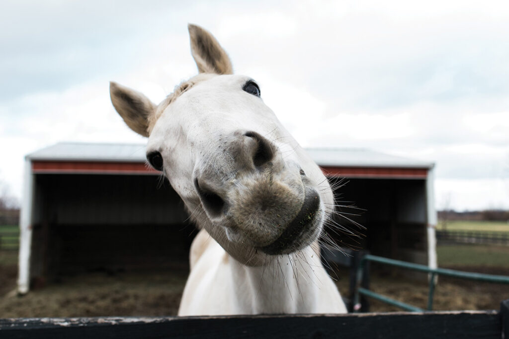 How We Speak to Animals - Horse Illustrated