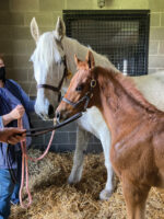 How the Nurse Mare Industry is Changing for the Better