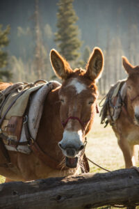 The Working Mules of our Public Lands - Horse Illustrated