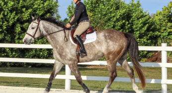 English Horse Riding