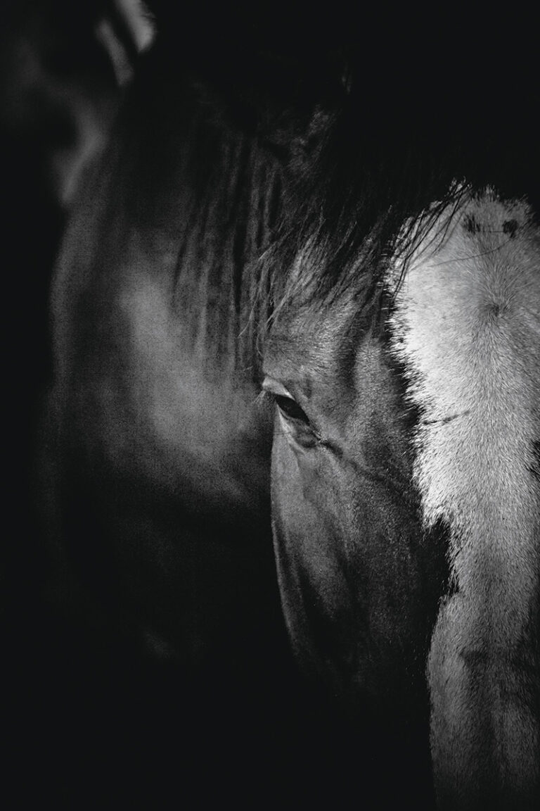 Vet Adventures: Big Angus, Part Two - Horse Illustrated